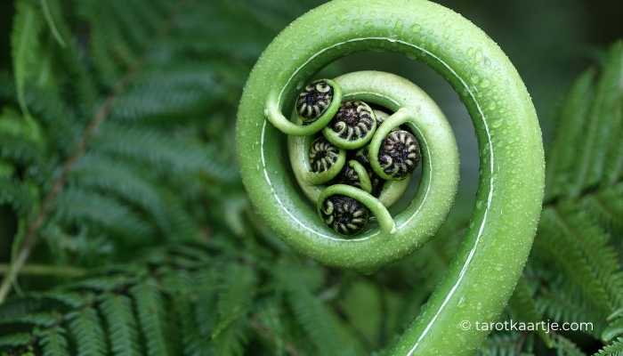 Element Aarde: Fundament van Leven, Kunst en Duurzaamheid